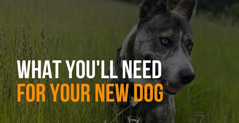What You’ll Need for Your New Dog – Fenrir Canine Leaders