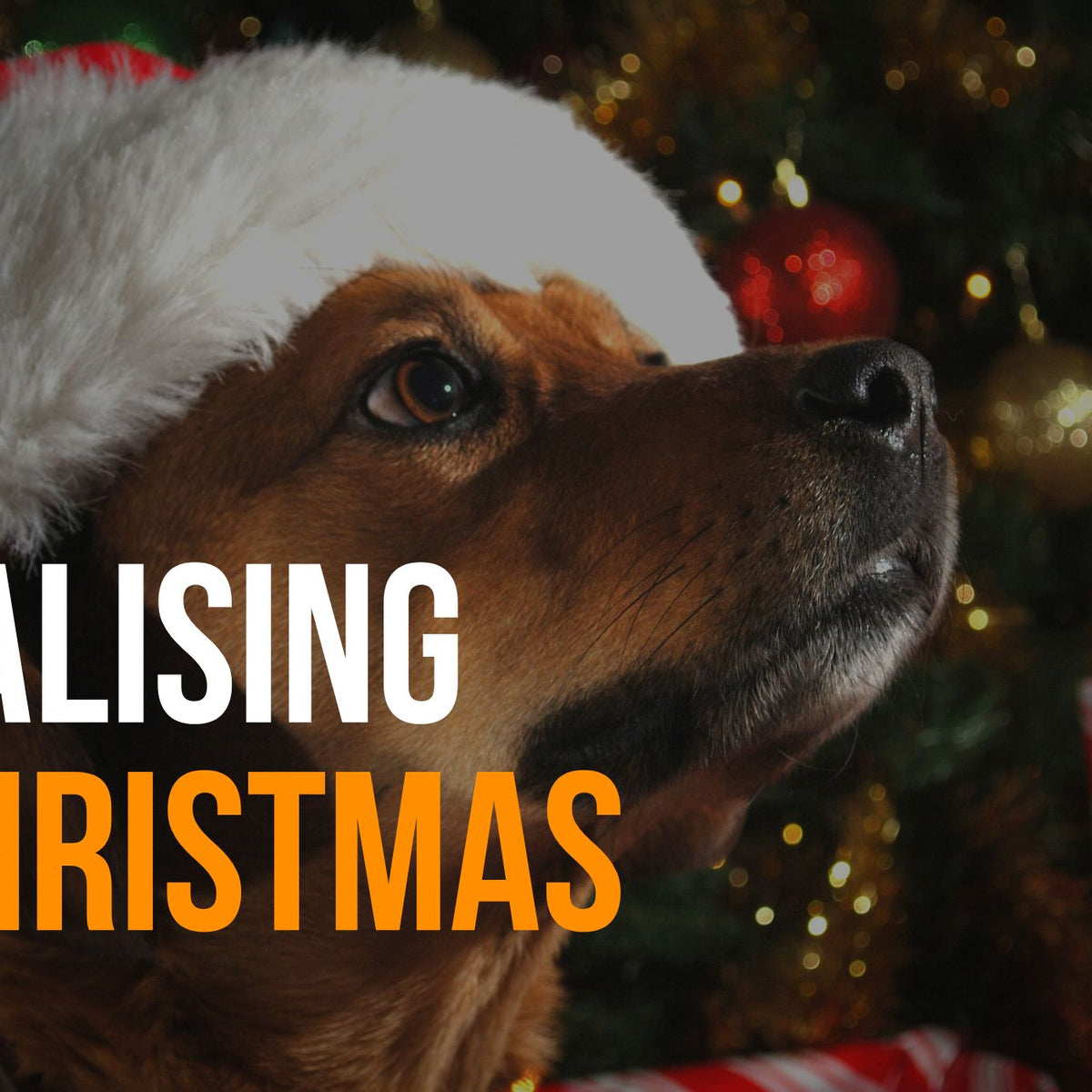 Socialising at Christmas: How to Introduce Dogs During Christmas ...