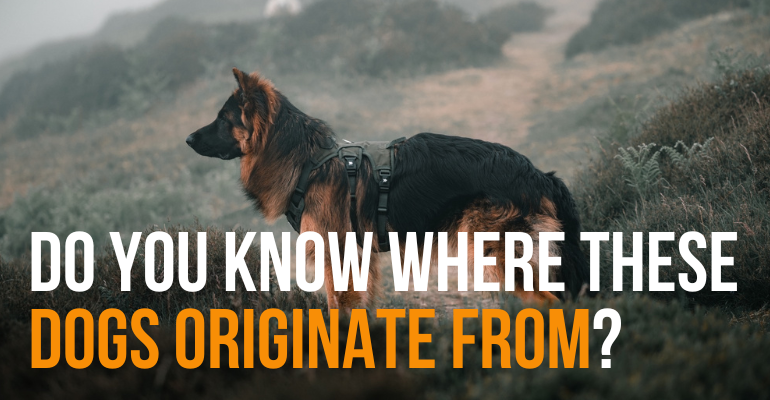 World Heritage Day: Do You Know Where These Dogs Originate From ...