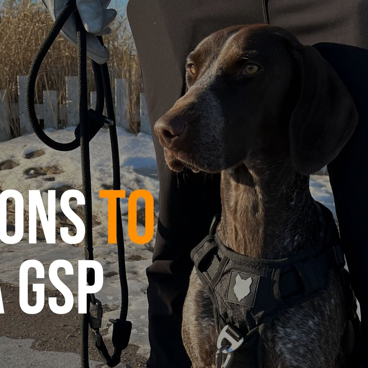 5 Reasons You Should Get a GSP – Fenrir Canine Leaders