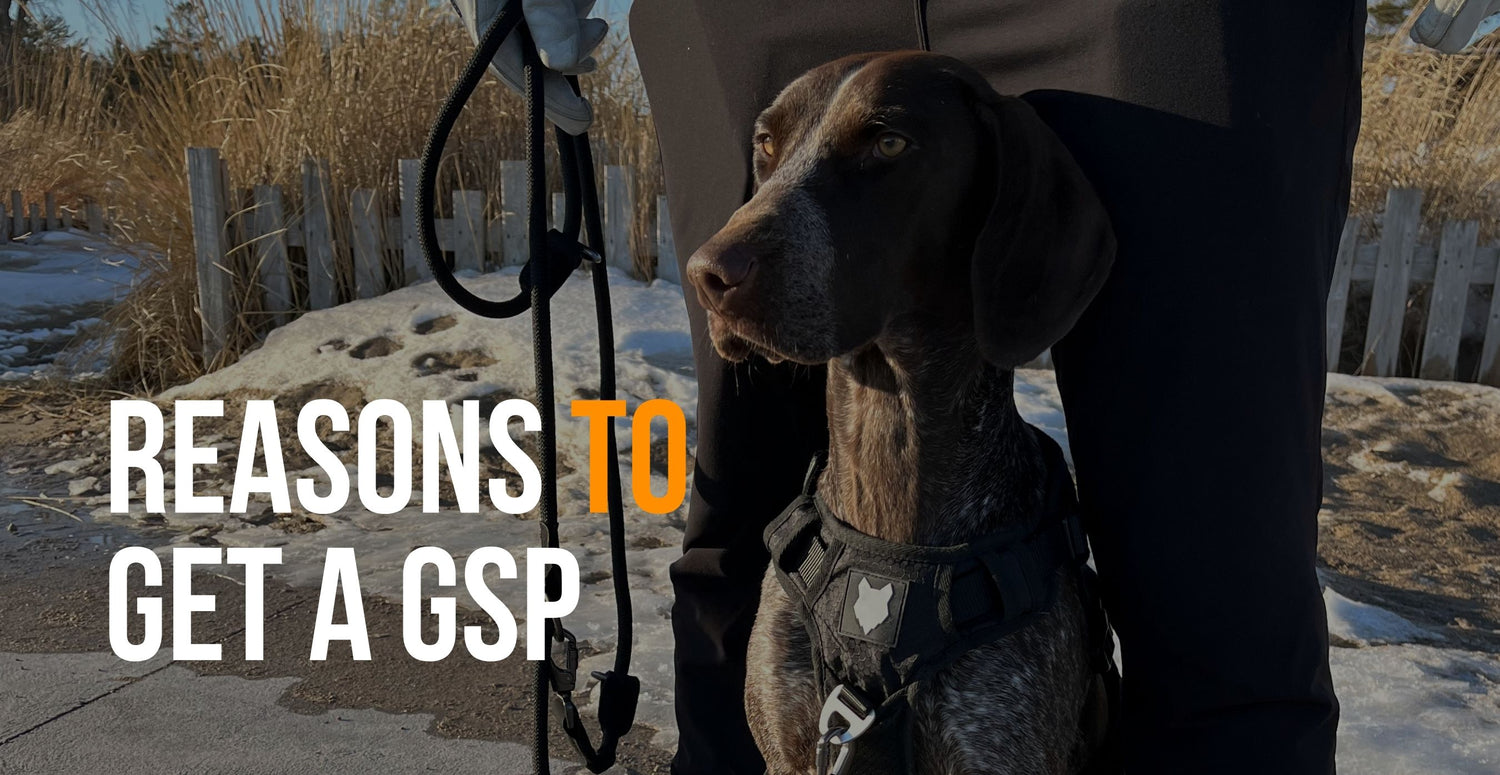 5 Reasons You Should Get a GSP – Fenrir Canine Leaders