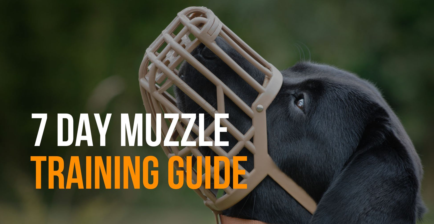 7-Day Muzzle Training Guide: A Positive Approach for Your Dog – Fenrir Canine Leaders
