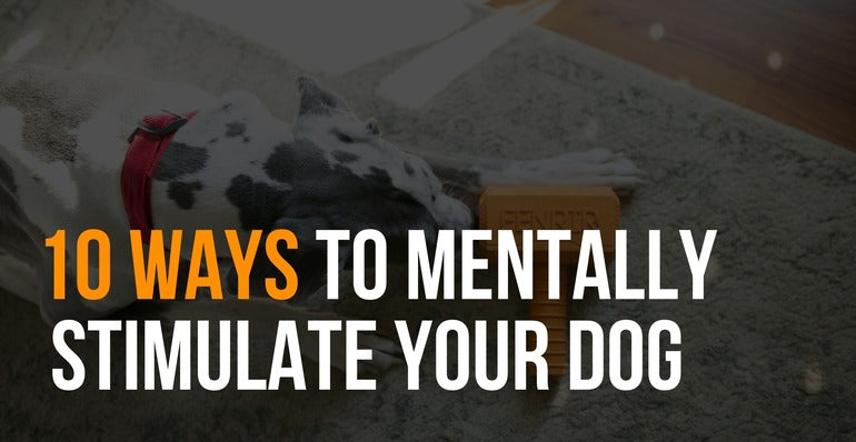10 Ways To Mentally Stimulate Your Dog – Fenrir Canine Leaders