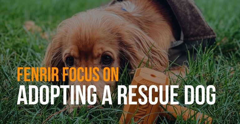 About Adopting A Rescue Dog – Fenrir Canine Leaders