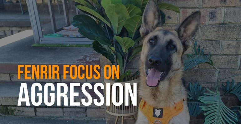 How To Stop Canine Aggression – Fenrir Canine Leaders