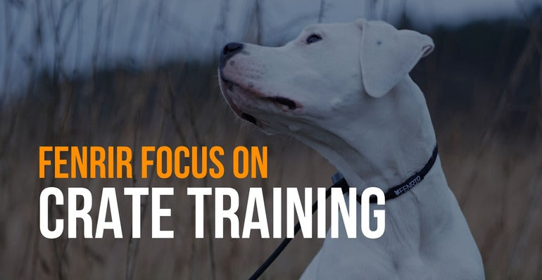 Why Should I Crate Train My Dog? – Fenrir Canine Leaders