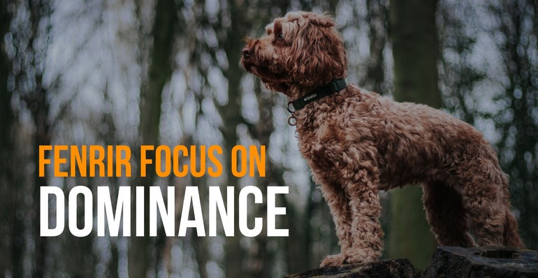 How To Train Dominant Dogs – Fenrir Canine Leaders