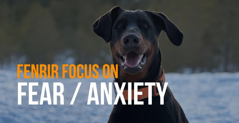 How Can I Help My Fearful And Anxious Dog? – Fenrir Canine Leaders