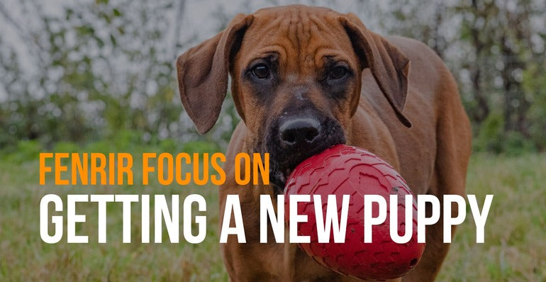 About Getting A New Puppy – Fenrir Canine Leaders