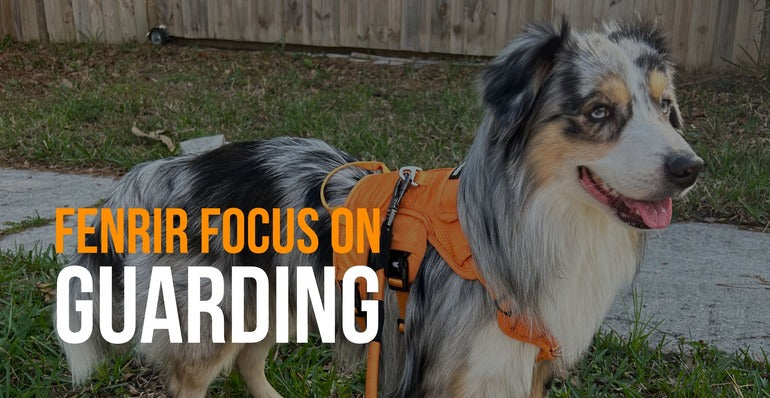 Why Is My Dog Guarding Me? – Fenrir Canine Leaders