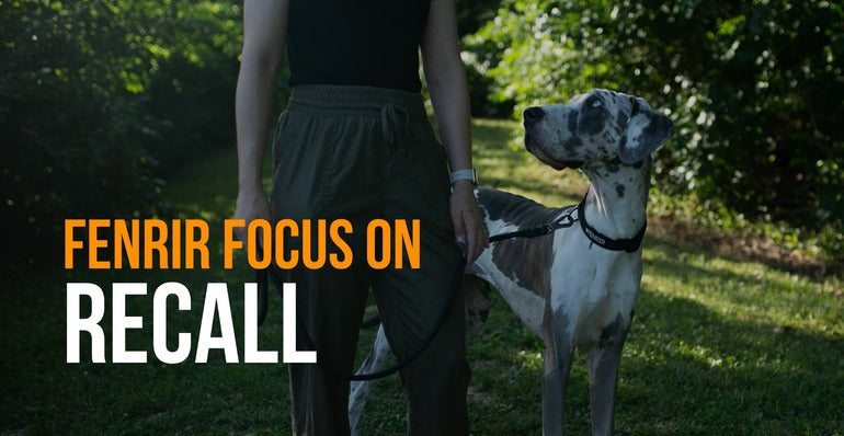 Teaching Your Dog The Perfect Recall – Fenrir Canine Leaders