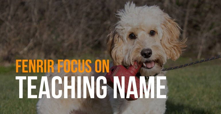 How to Teach Your Dog Their Name – Fenrir Canine Leaders