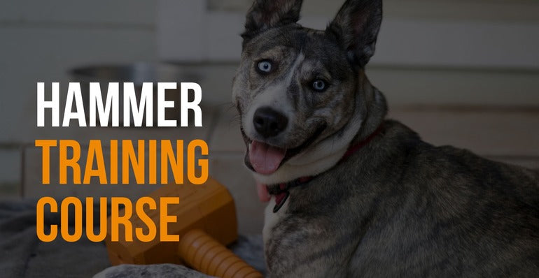 Hammer Training Course – Fenrir Canine Leaders