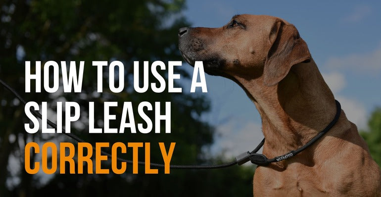 How to Correctly Use a Slip Leash – Fenrir Canine Leaders
