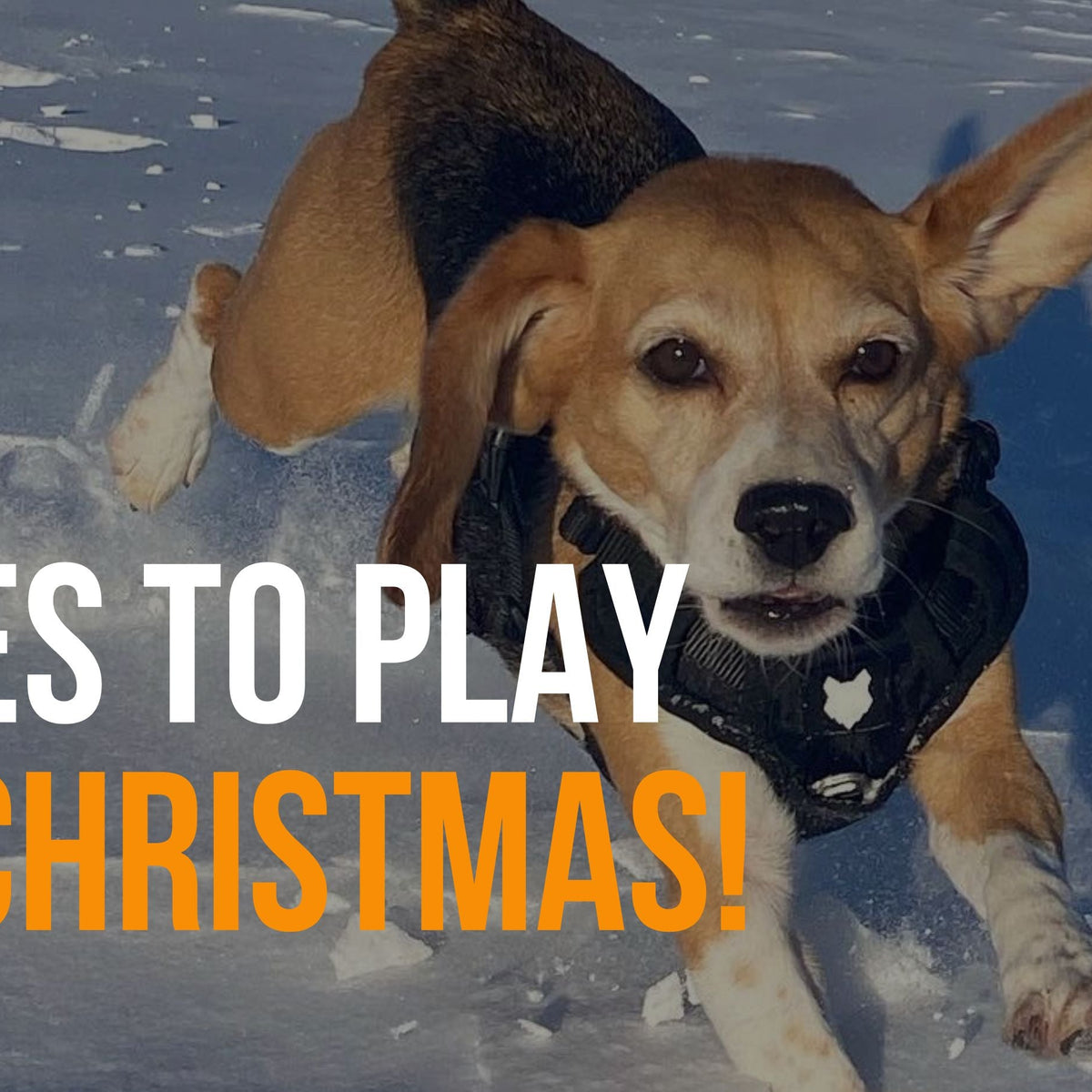 Fetch Some Fun: Top Dog Games for Christmas Entertainment – Fenrir Canine Leaders