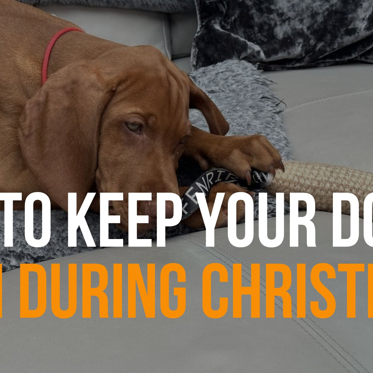 How to Calm a Dog Down During the Festive Frenzy of Christmas – Fenrir ...