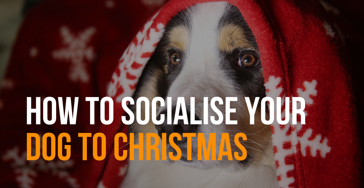 How to Socialise Your Dog for Christmas – Fenrir Canine Leaders