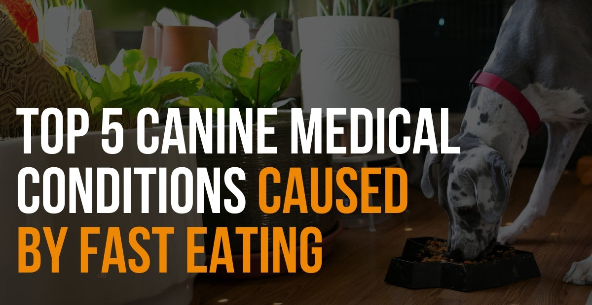 Top 5 Canine Medical Conditions Caused by Fast Eating – Fenrir Canine ...
