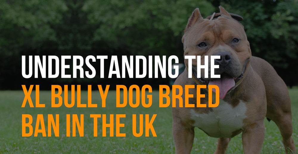Understanding the XL Bully Dog Breed Ban in the UK – Fenrir Canine Leaders