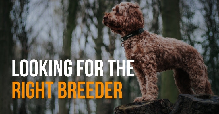 Finding a Dog Breeder: What You Need to Know Beforehand – Fenrir Canine Leaders