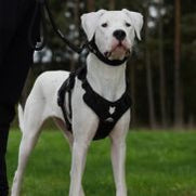 Fenrir Canine Leaders - Industry Leading Dog Products