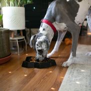 Fenrir Canine Leaders