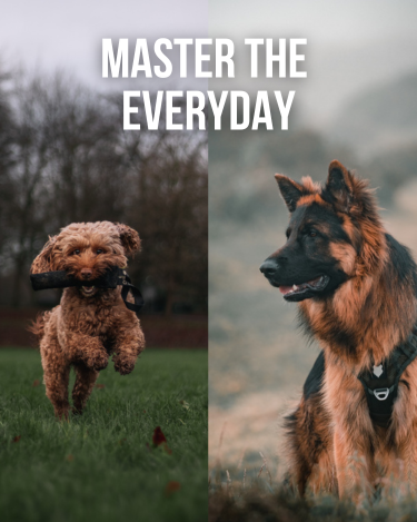 Fenrir Canine Leaders - Industry Leading Dog Products