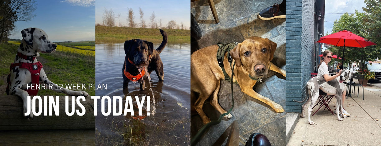 12 Week Plan Sign Up – Fenrir Canine Leaders