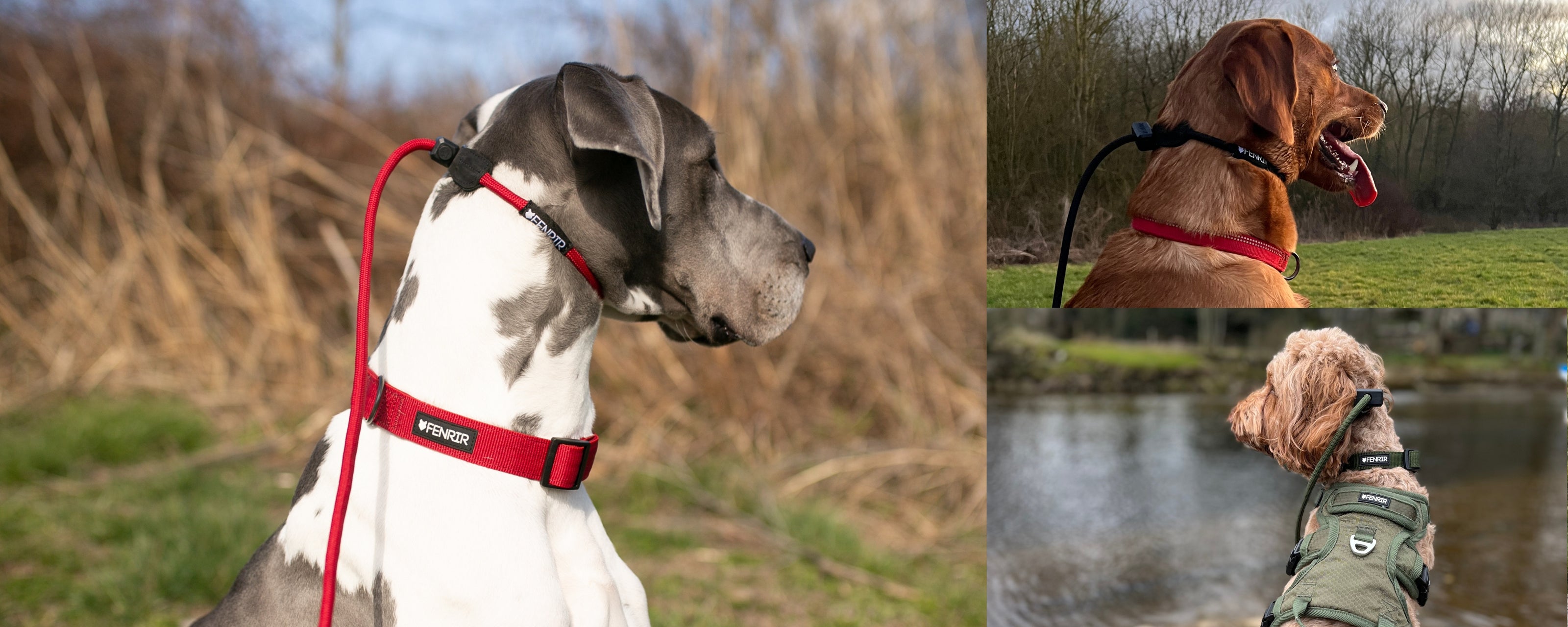 Fenrir Slip Leash 1.4m Professional Dog Training Lead to Stop Pulling ...